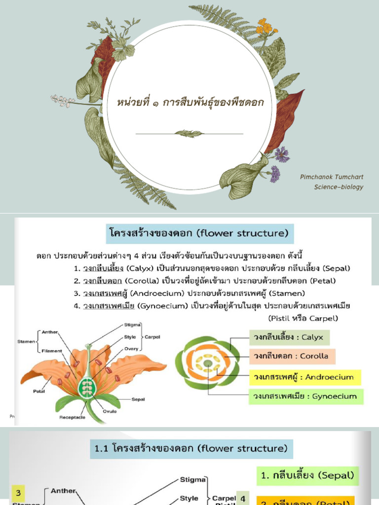 Plant-Structure | PDF