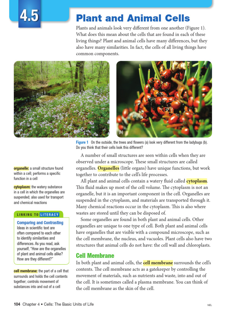 Plant and Animal Cells | PDF | Cell (Biology) | Vacuole