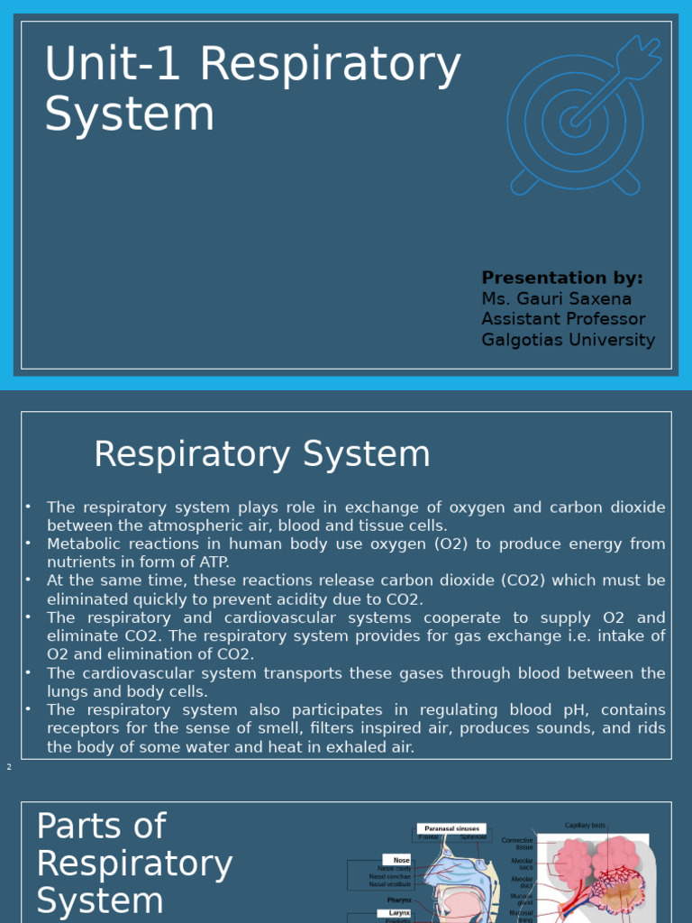Functions of the Respiratory System | PDF | Lung | Respiratory System