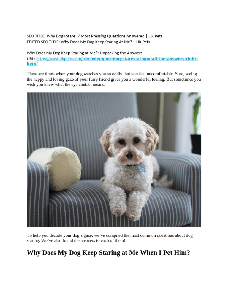 Dog Staring Explained for Owners | PDF | Dogs | Body Language