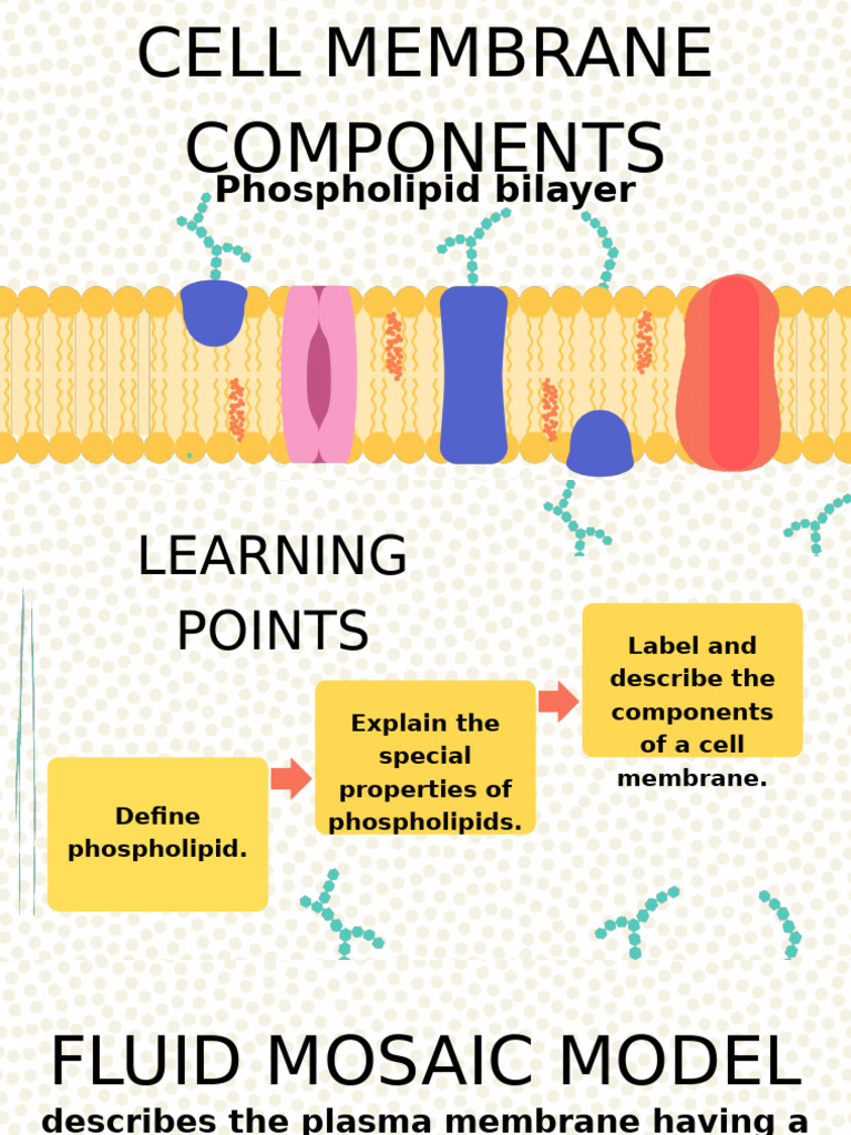 General Biology Finals Lesson Cell Membrane Structure | PDF | Cell Membrane | Phospholipid