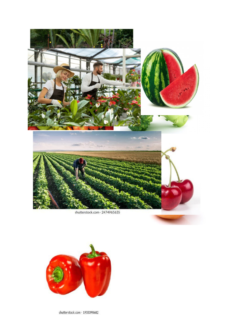 Poze Fructe Si Legume | PDF