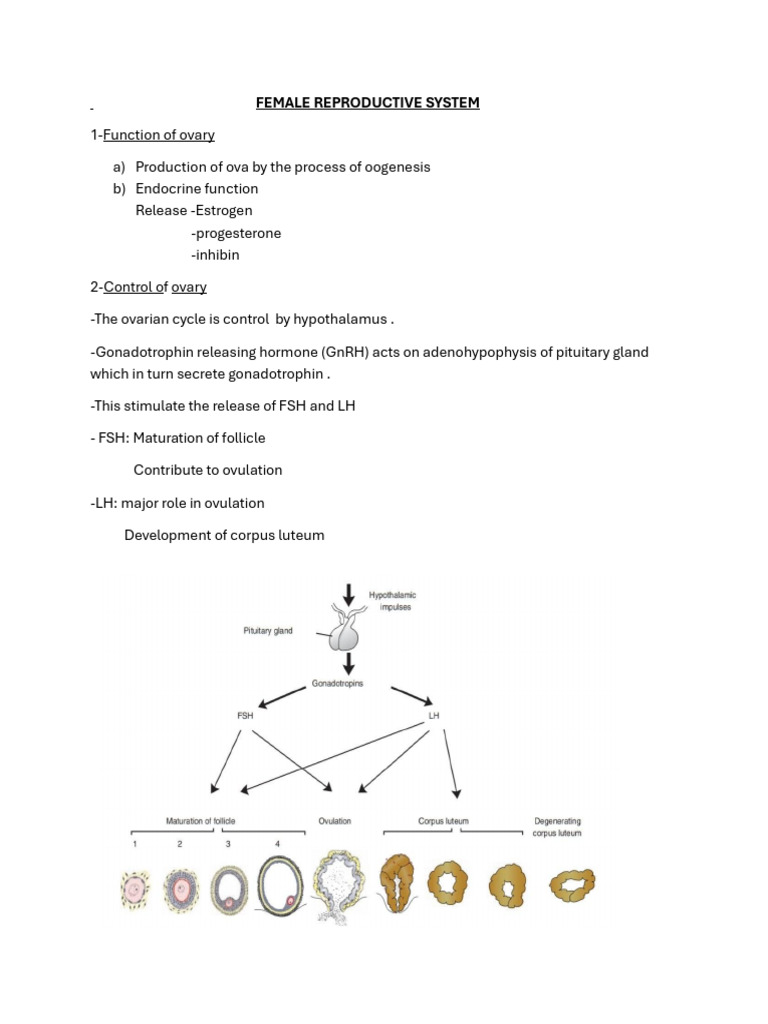 Overview of Female Reproductive Cycle | PDF | Menstrual Cycle ...
