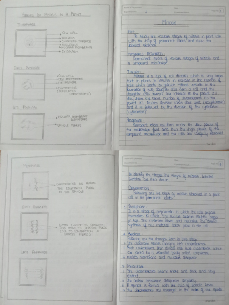 2.Abithal-Bio Record | PDF