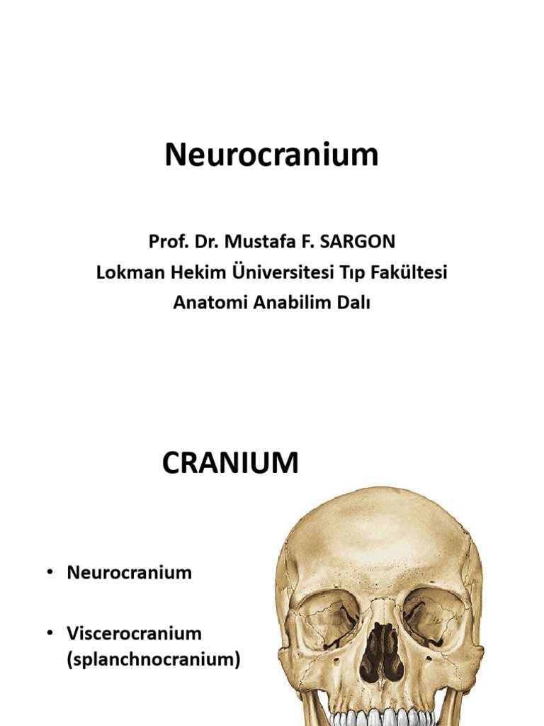 Cranium (Kafa Iskeleti) - Neurocranium Dosyaları | PDF