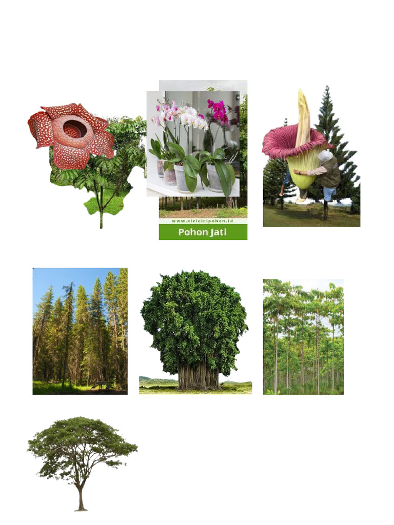 Pohon | PDF
