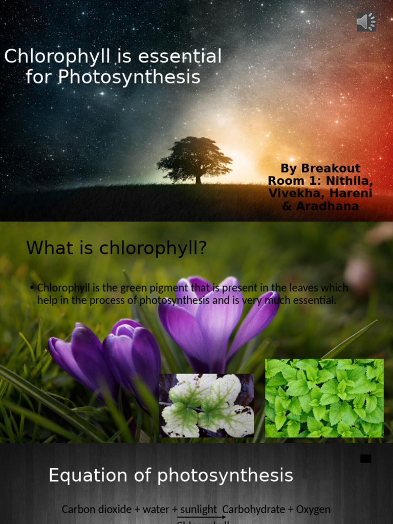 Chlorophyll Is Essential For Photosynthesis | PDF | Photosynthesis ...