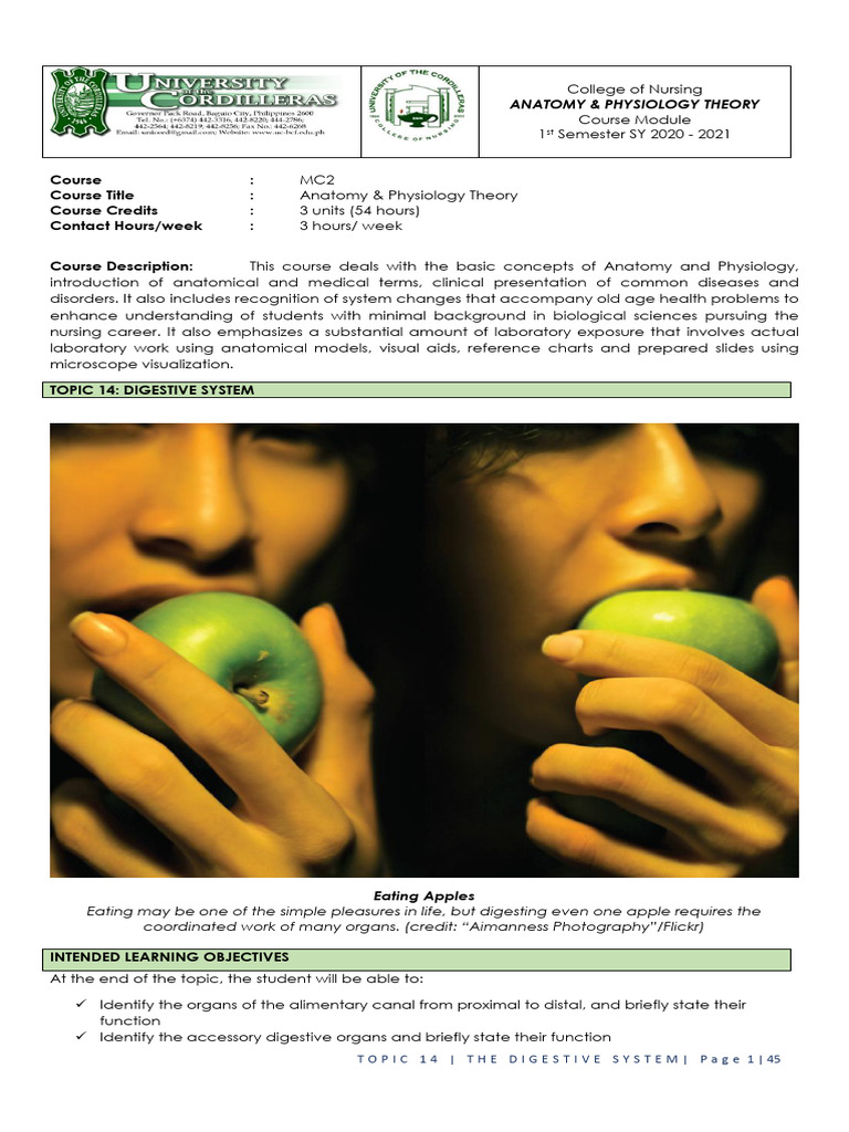14 Digestive System 1 11 | PDF | Stomach | Esophagus
