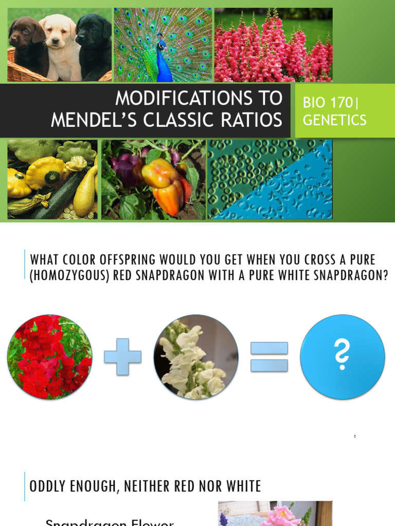 Lesson 4 - Nonmendelian Genetics | PDF | Dominance (Genetics) | Genotype