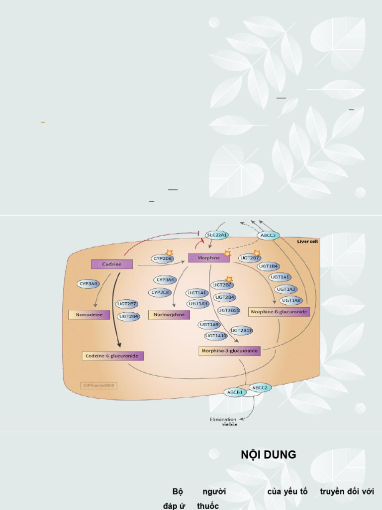 Pharmacogenetics | PDF