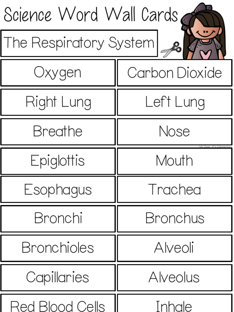 Understanding the Respiratory System | PDF