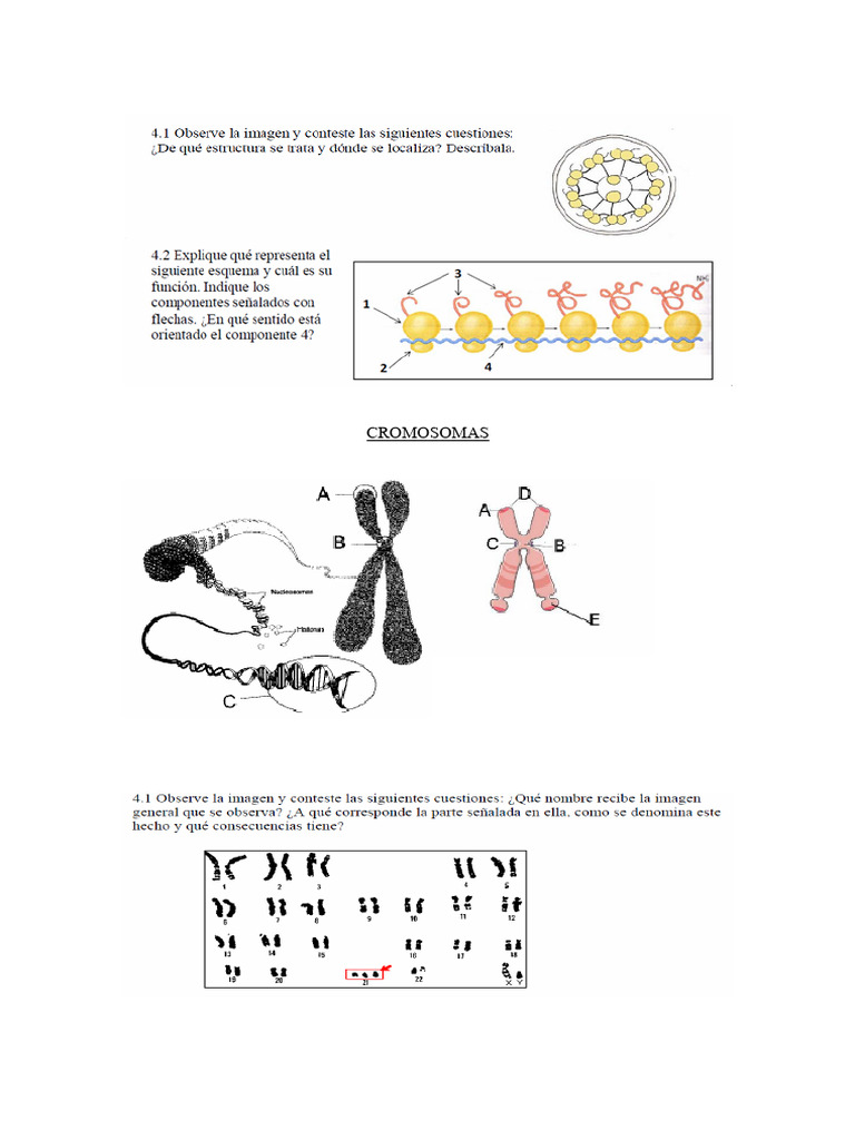 Cromosoma Axonema | PDF