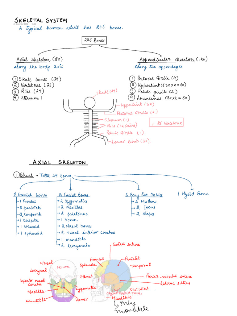 Axial Skeleton System | PDF