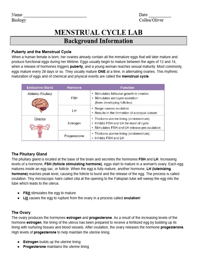 Answers - Menstrual Cycle Lab | PDF | Menstrual Cycle | Ovary