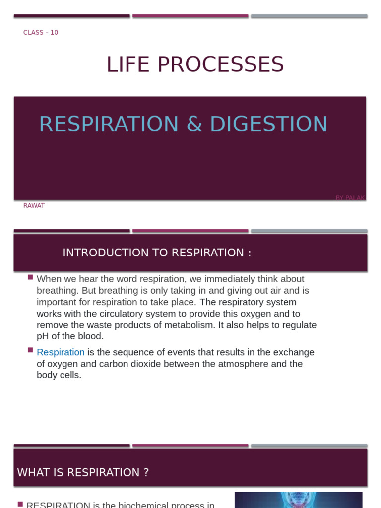 Life Processes | PDF | Cellular Respiration | Respiratory System