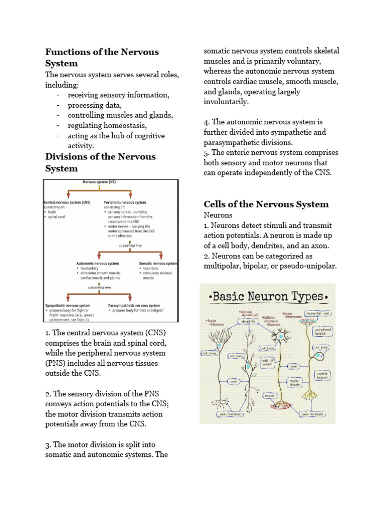 Nervous System Notes | PDF | Nervous System | Central Nervous System