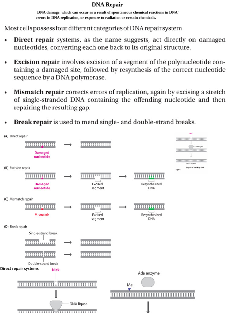 MolBiol II Lec-13 | PDF