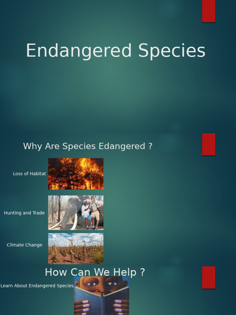 Endangered Species Presentation | PDF