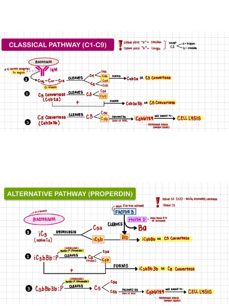 Complement Pathway Diagram | PDF