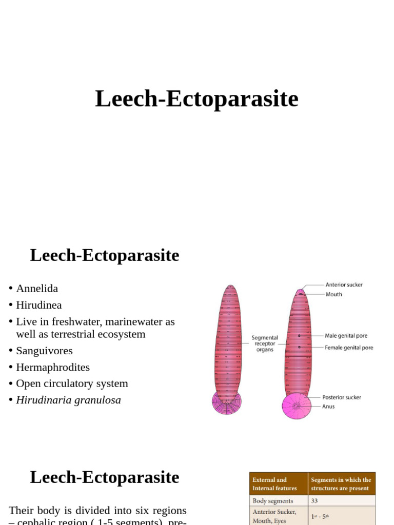 Leech Ectoparasite | PDF