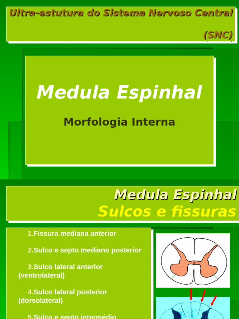 3.medula Ultraestrutura | PDF | Medula espinhal | Coluna vertebral
