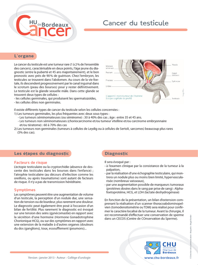 Comprendre le cancer du testicule | PDF | Testicule | Cancer