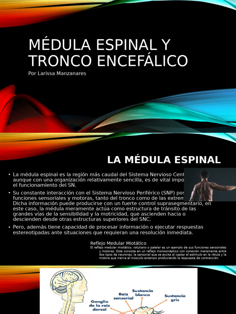 MÉDULA ESPINAL Y TRONCO ENCEFÁLICO Uni7 | PDF | Médula espinal | Cerebelo