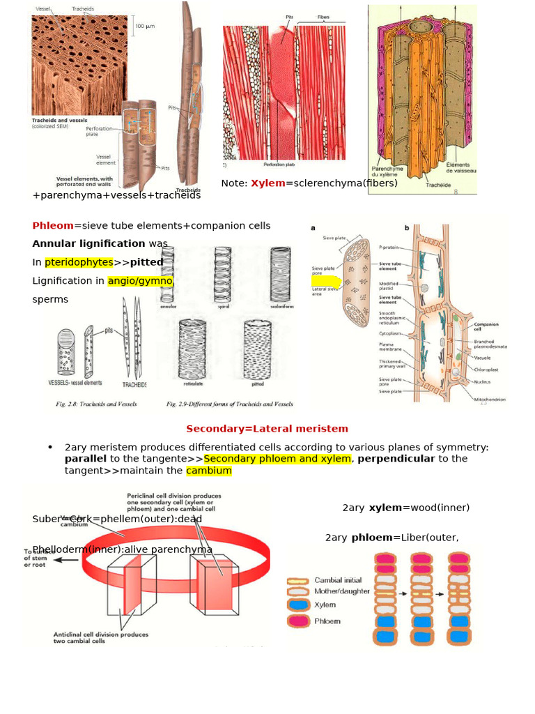Understanding Liber Cambium in Plants | PDF | Plant Stem | Leaf