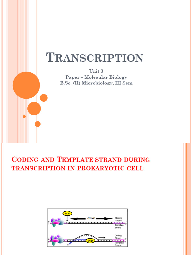 Investigatory Project On Transcription Class Xii | PDF | Promoter ...