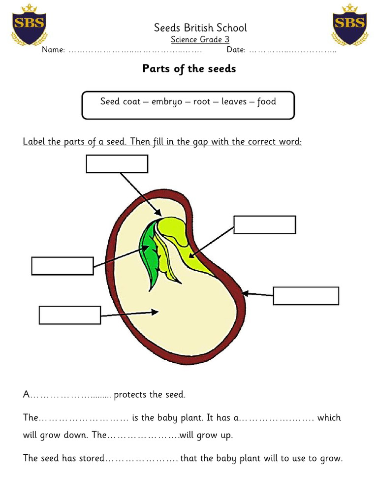 Parts of The Seeds Worksheets | PDF