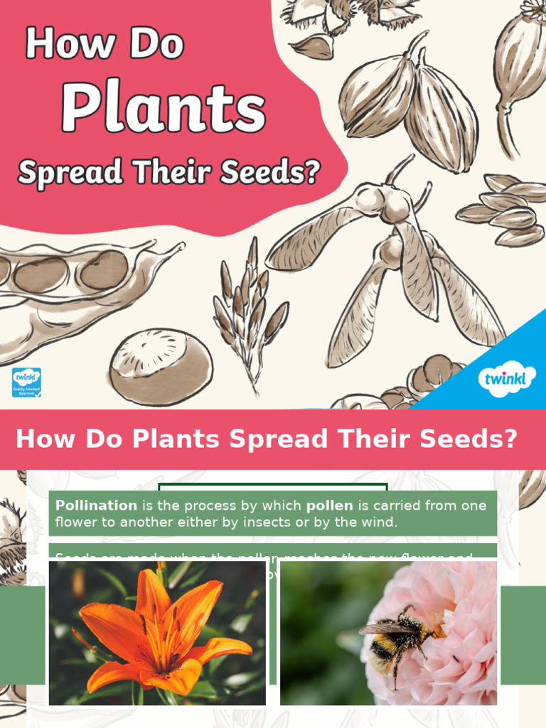 How Do Plants Spread Their Seeds | PDF | Flowers | Seed