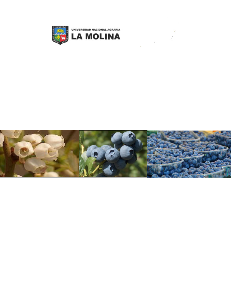 ARANDANO | PDF | Magnesio | Manganeso