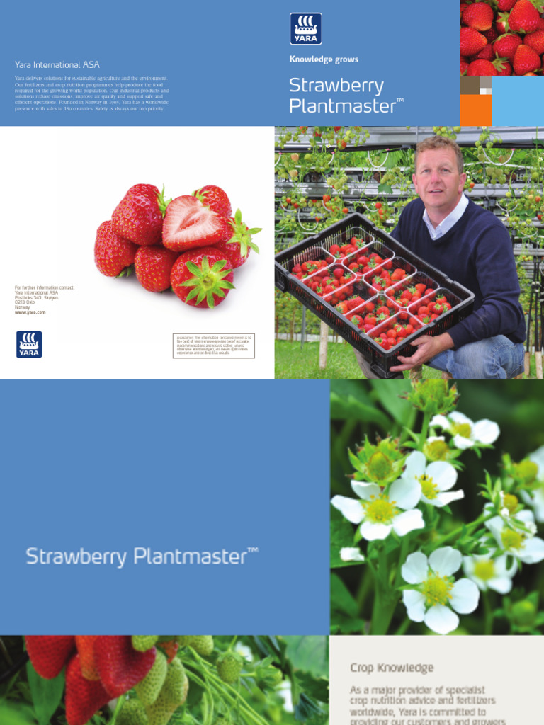 Strawberry Plantmaster | PDF | Strawberry | Root