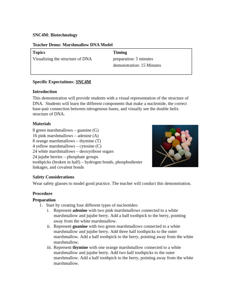 teacher-demo-marshmallow-dna-model | PDF | Dna | Nucleotides