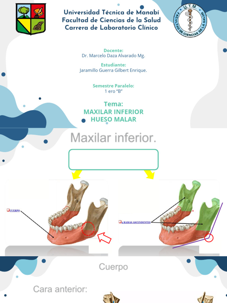 Anatomía del Maxilar y Hueso Malar | PDF | Anatomía humana | Sistema ...