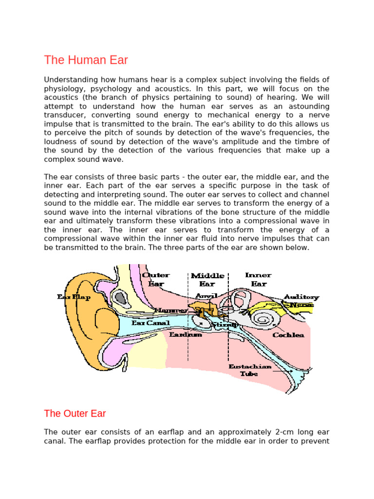 The Human Ear | PDF | Ear | Sound