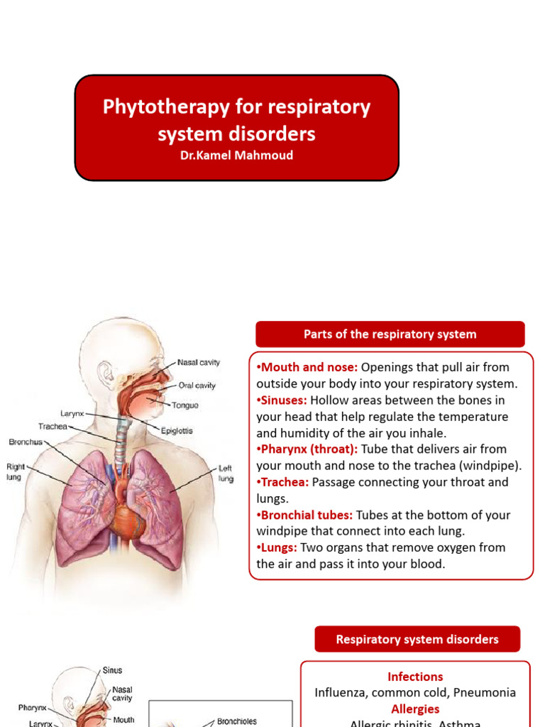 Chapter Phytotherapy For Respiratory System Disorders | PDF | Influenza | Medical Specialties