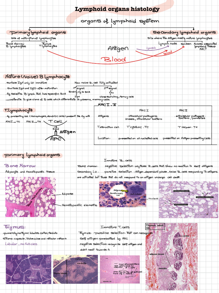 Histology of Lymphoid Organs Explained | PDF | Lymph Node | B Cell