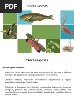 Estomas e Plastídeos: Estrutura e Função | PDF | Fotossíntese | Estoma