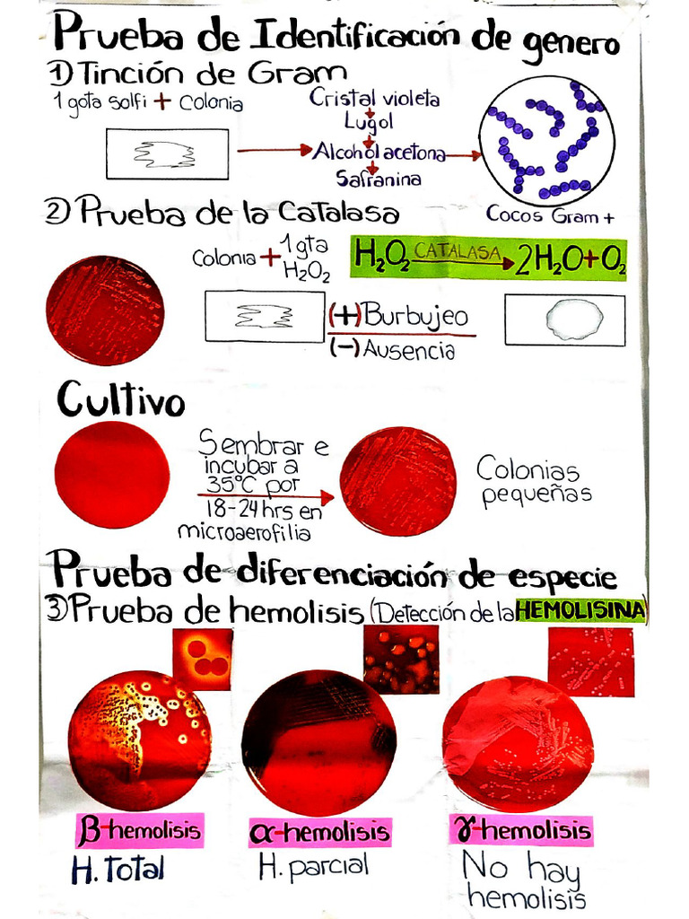 Lab Bacterio | PDF