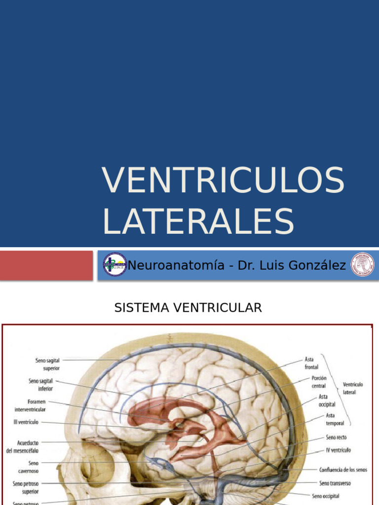 Ventriculo Lateral | PDF | Neurociencia | Cerebro