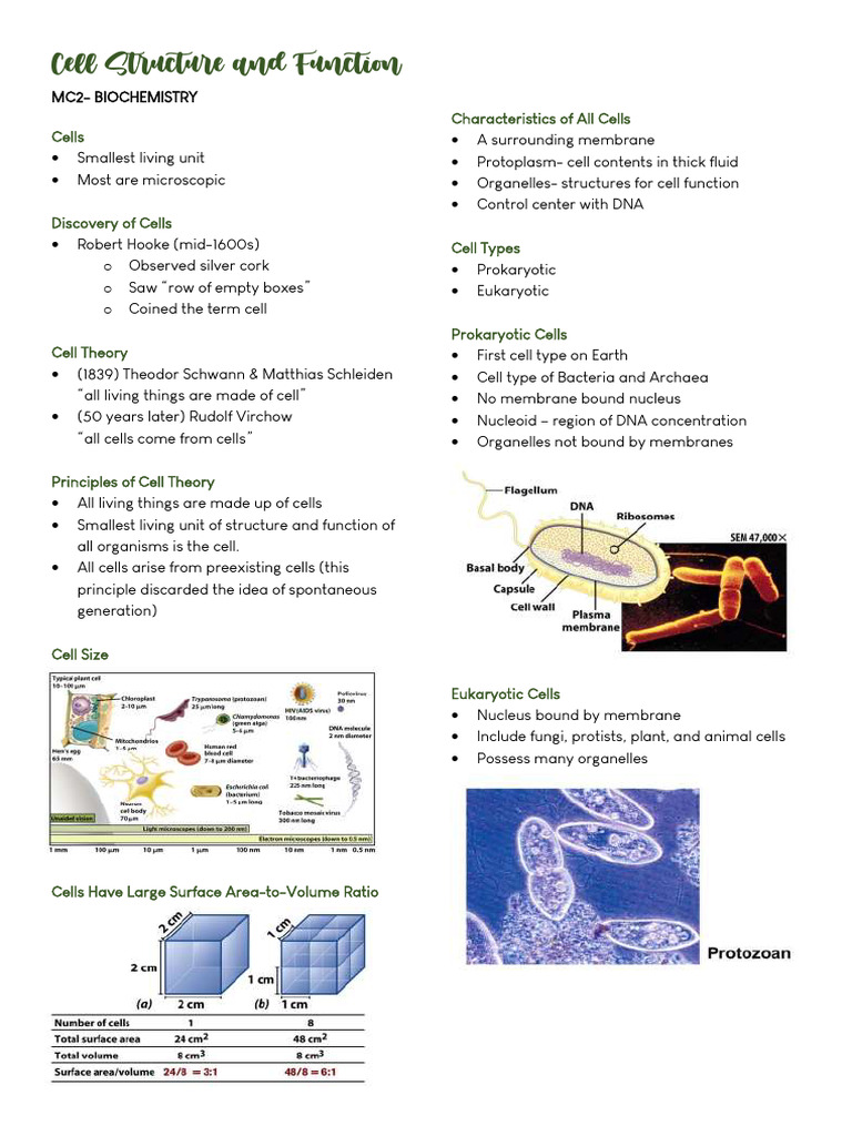 Biochem Cell Structure | PDF | Cell (Biology) | Cell Membrane