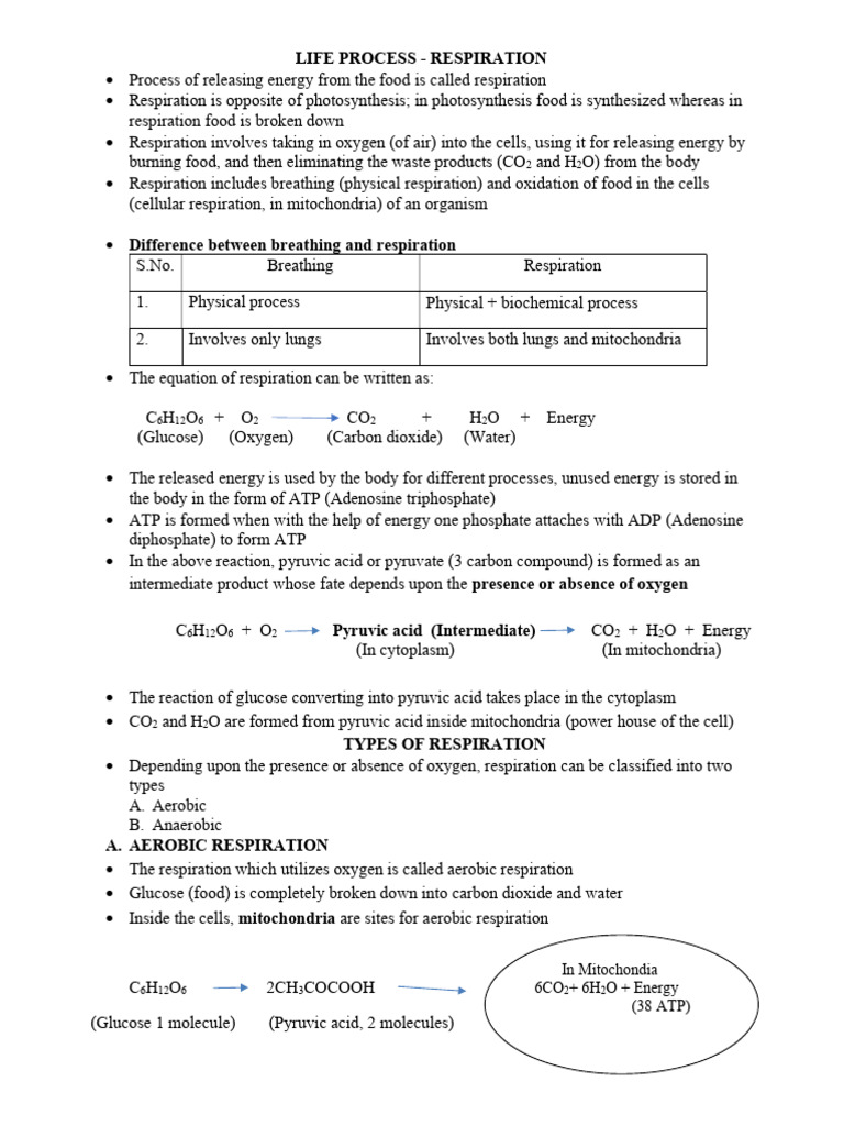 2024-25 Class 10 Life Process Respiration | PDF | Cellular Respiration ...