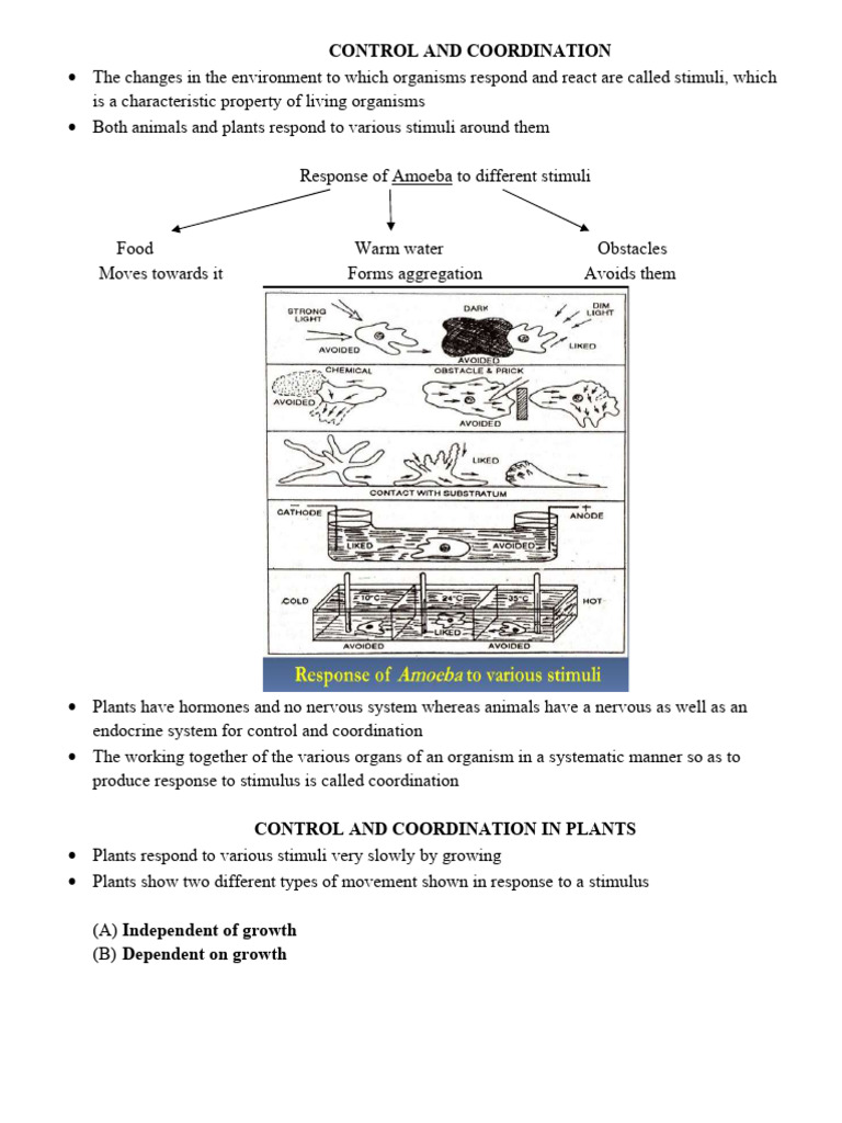 2024-25 Class 10 Control and Coordination New | PDF | Plant Hormone ...