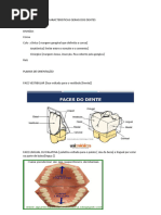 Estruturas Dentais: Cúspides e Arestas | PDF | Dente humano | Vértice ...