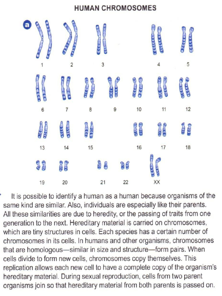 human chromosomes | PDF
