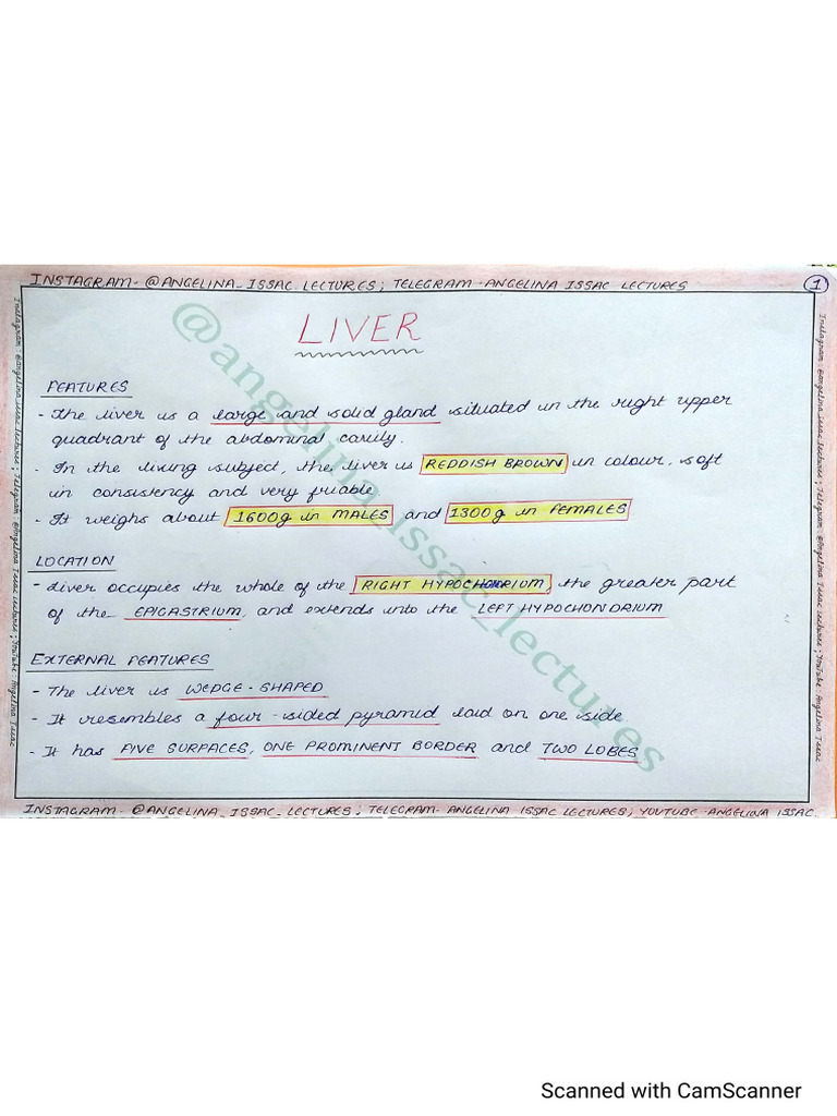 Liver Anatomy | PDF