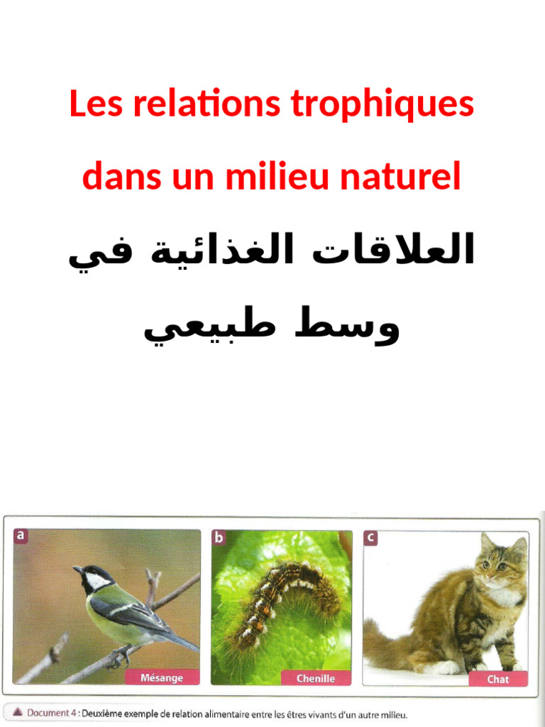 Les Relations Trophiques Et Les Equilibres Naturels Cours 9 | PDF