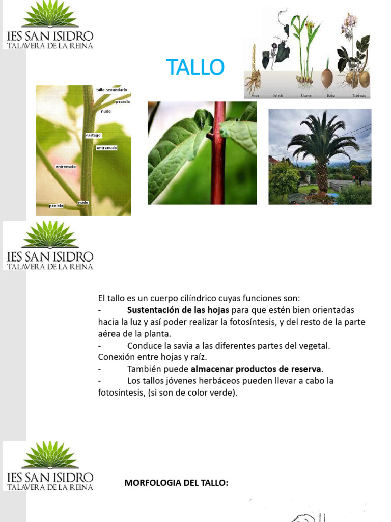 Estructura y Función del Tallo | PDF | Tallo de la planta | Raíz