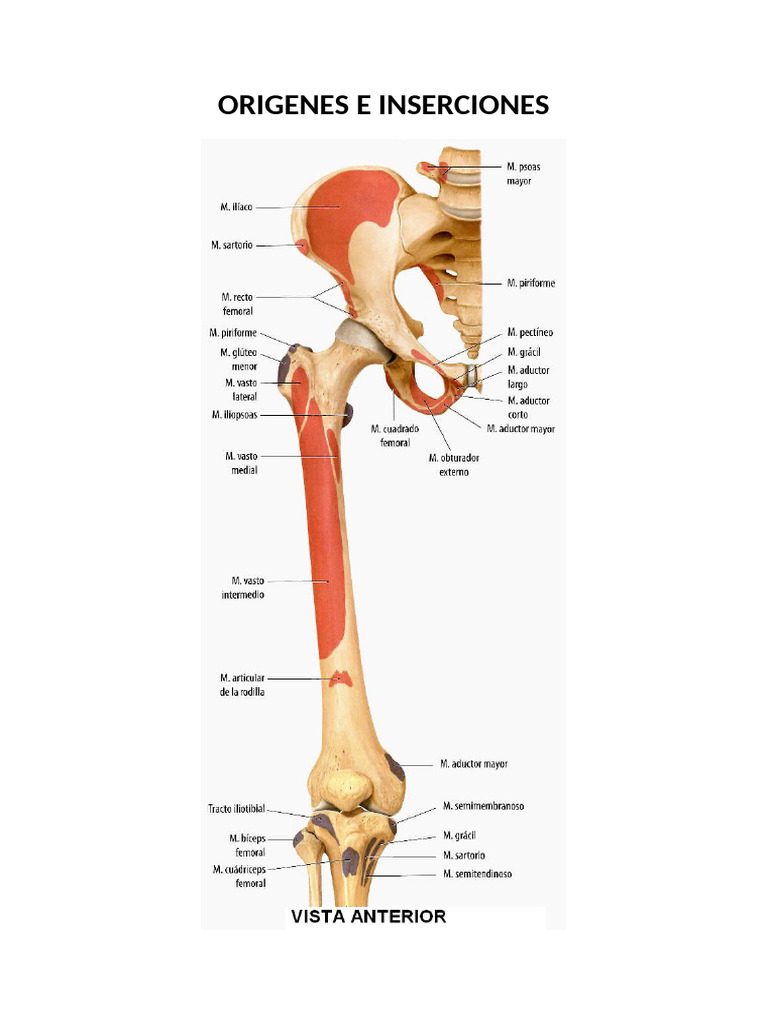 3-ORIGENES E INSERCIONES | PDF